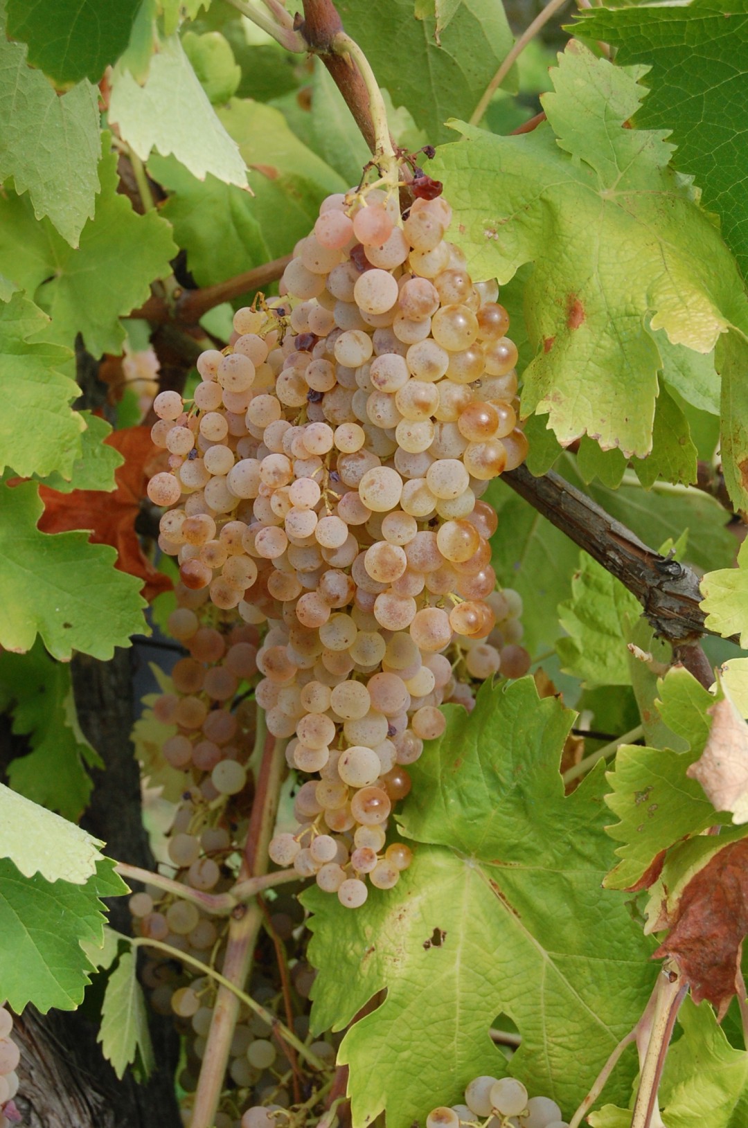 Vendemmia: Grape Harvest in Italy - An American in Rome
