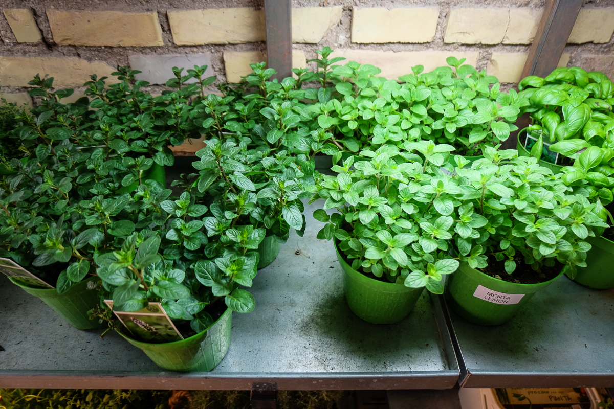 Aromaticus: Plant Shop and Kitchen in Monti - An American in Rome