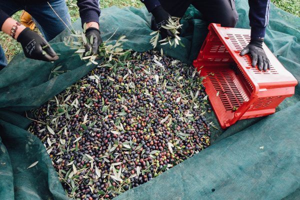 The Olive Harvest in Italy - An American in Rome